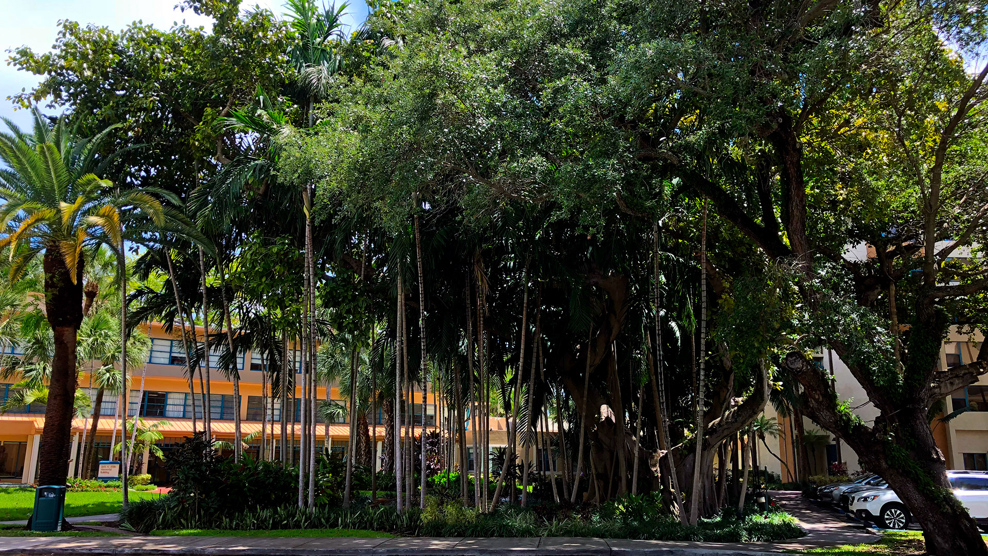 Tree Care Services - Design by Nature Landscaping and Lawn Services